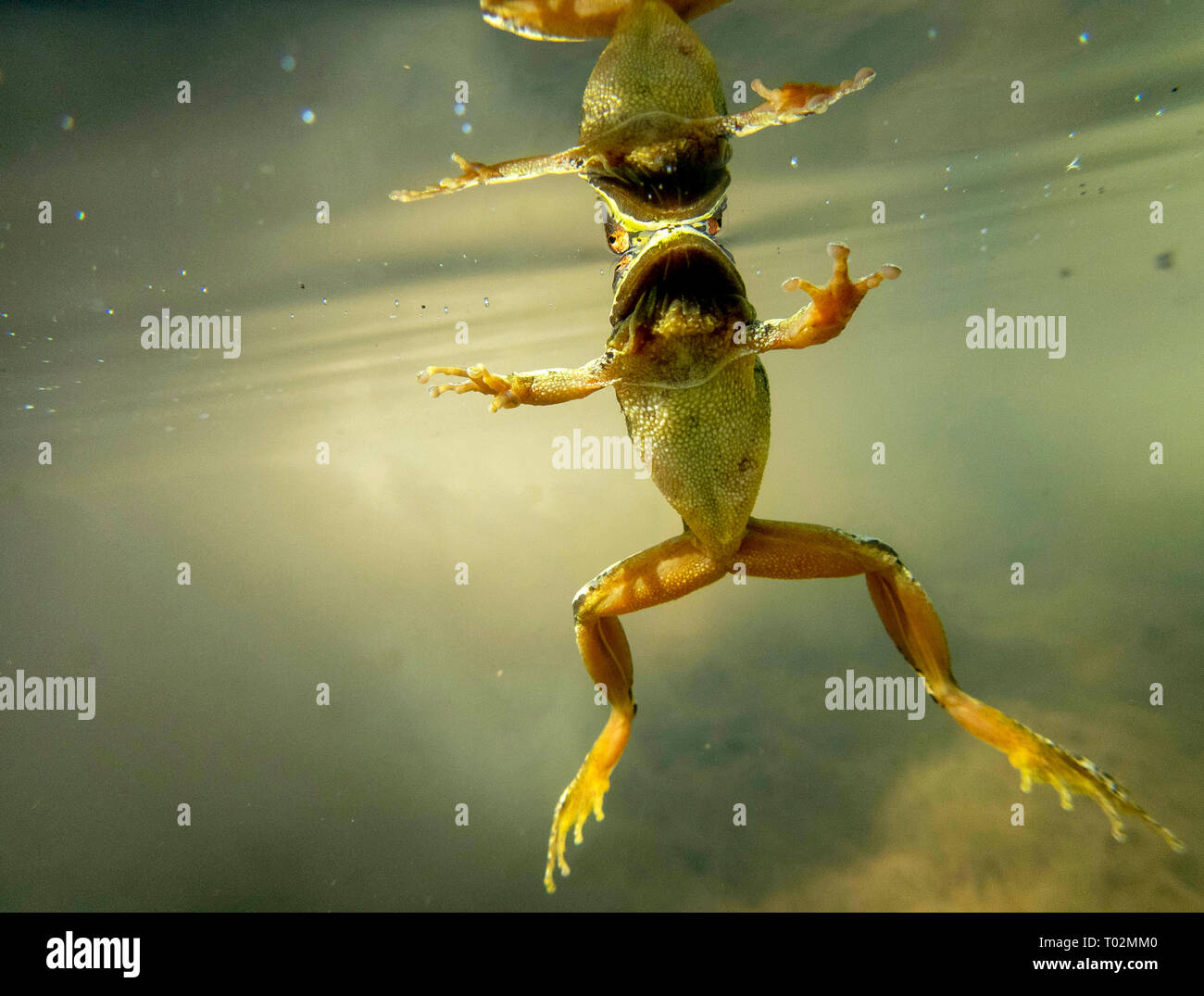 Elkton, OREGON, USA. 16th Mar, 2019. A wild Pacific tree frog floats in ...