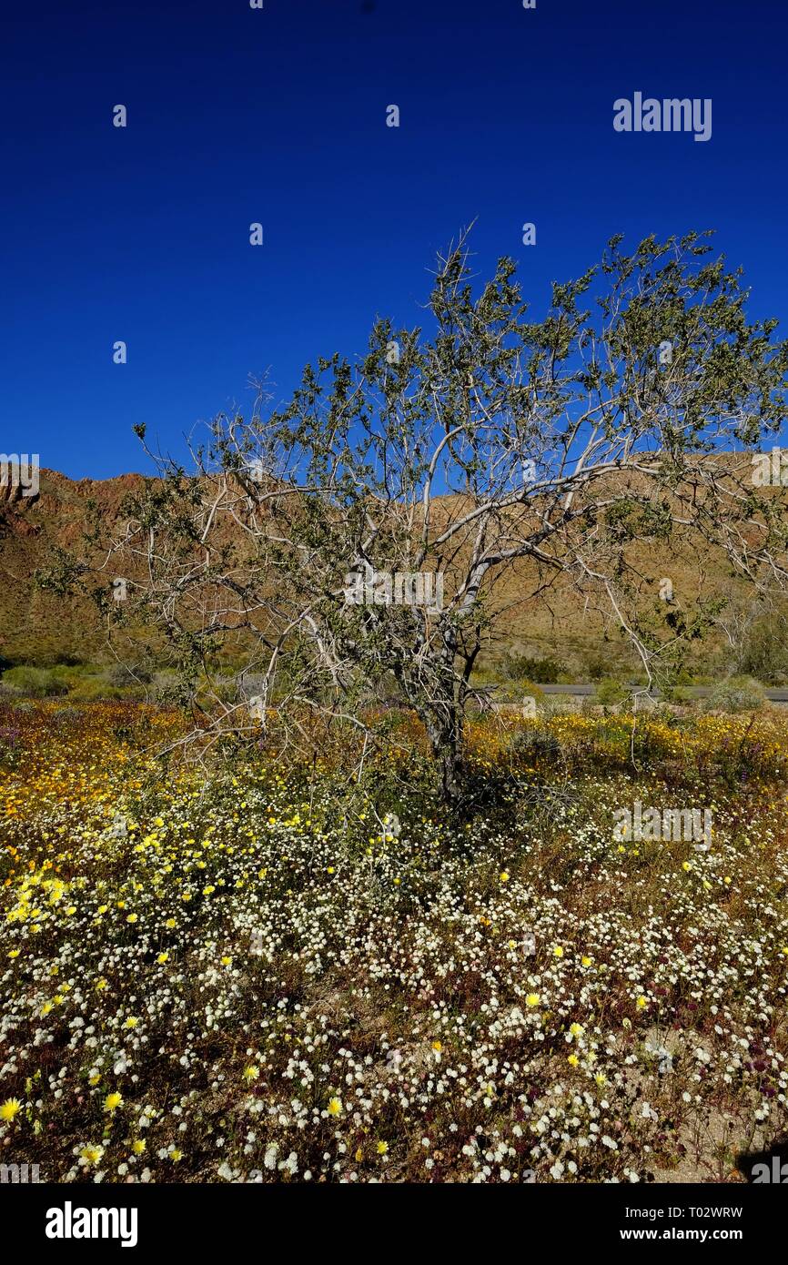 California, USA. 16th Mar, 2019. Colorful wildflowers paint the usually ...
