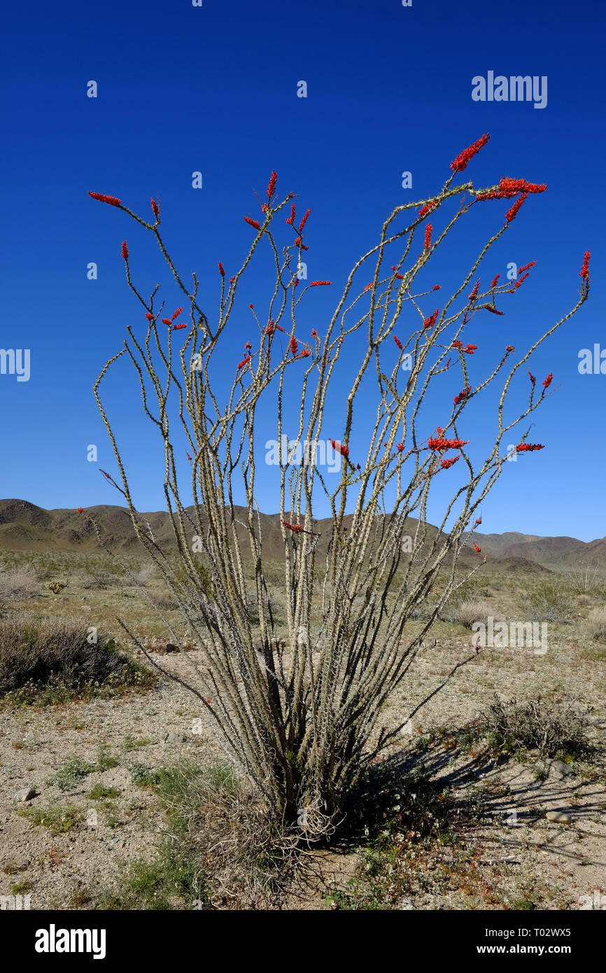 California, USA. 16th Mar, 2019. Blooming ocotillo cacti with red ...