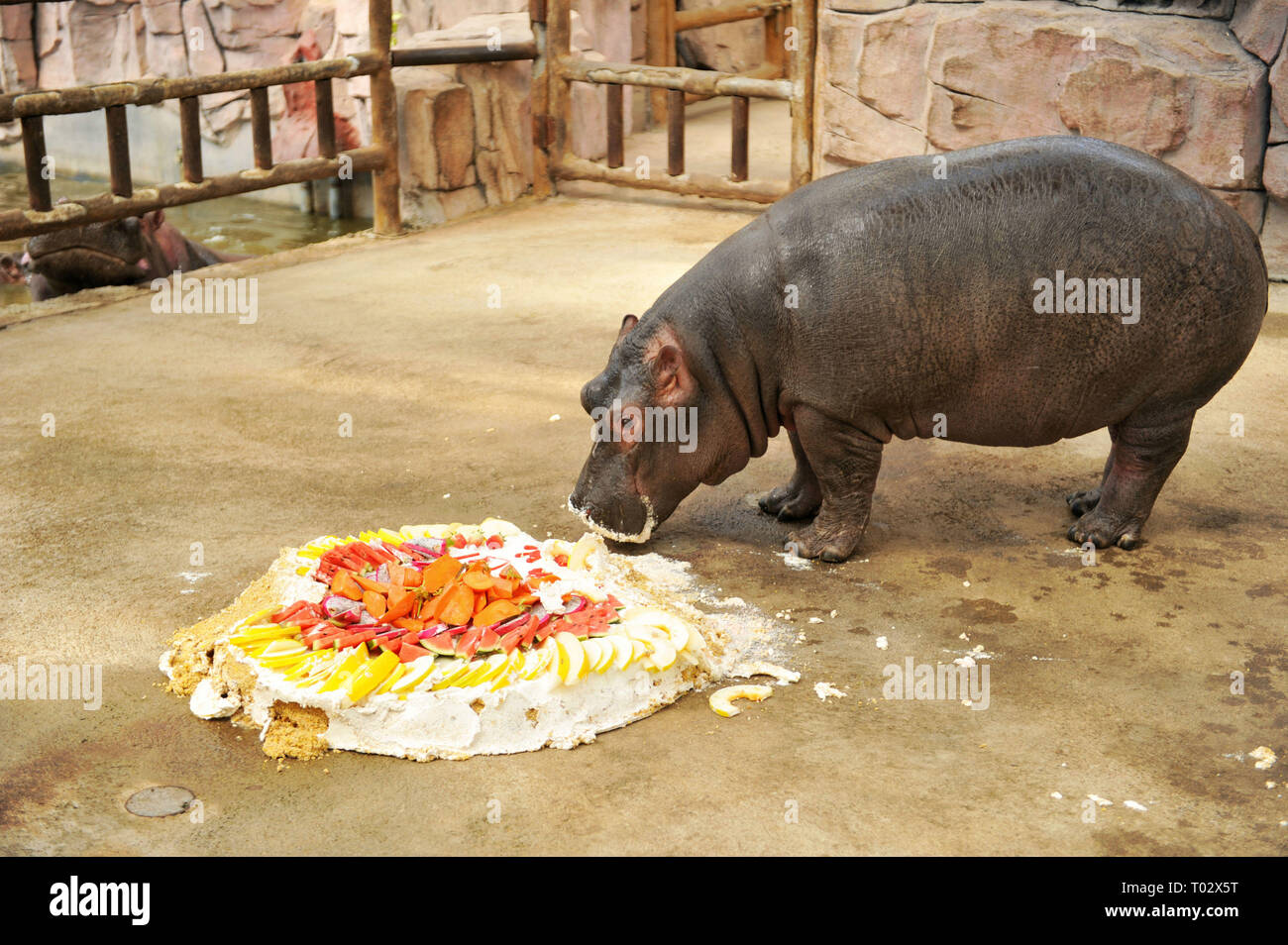 Birthday hippo hi-res stock photography and images - Alamy