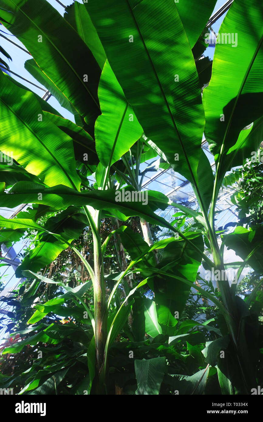 The banana tree in a tropical greenhouse of botanical garden.Ecological ...
