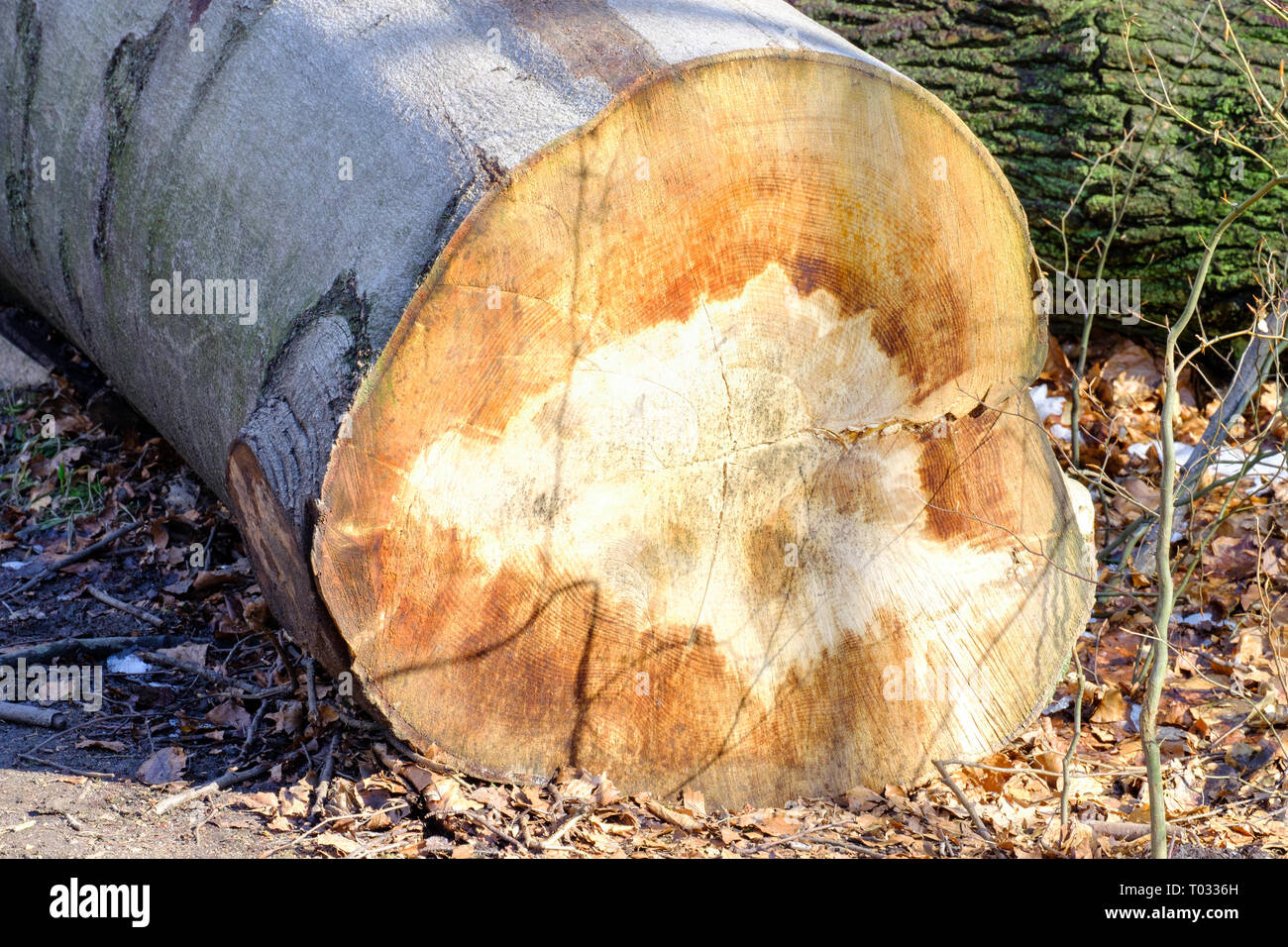 The felled tree in the forest with a beautiful abstract ruff fish on ...