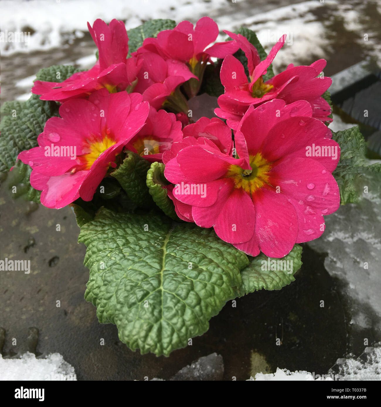 The pink Primrose outdoor on the snow background Stock Photo - Alamy