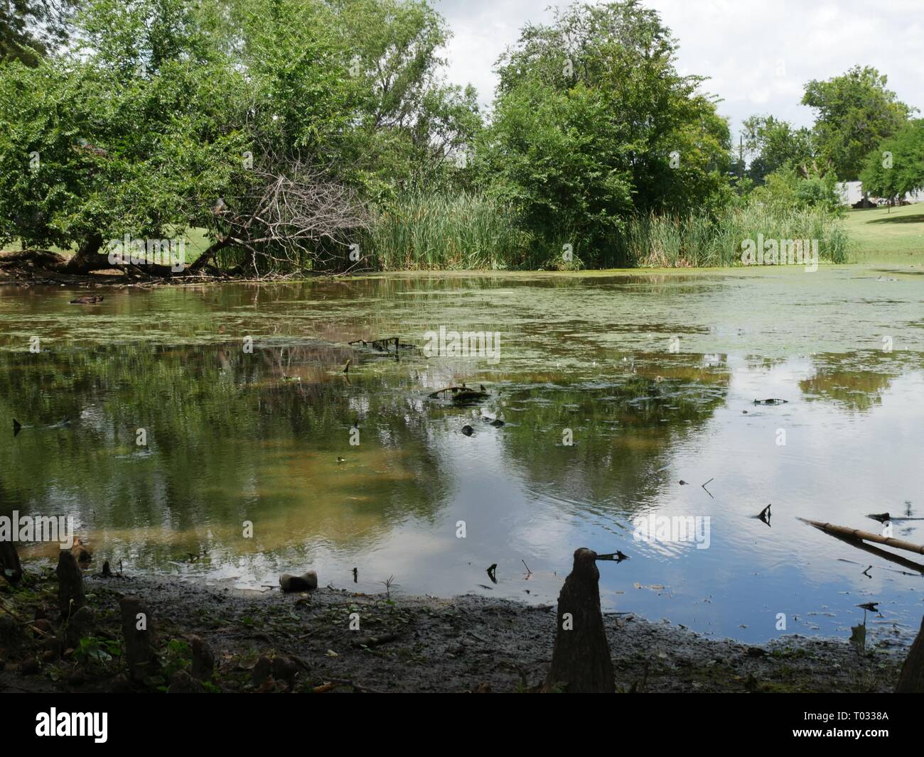 Muddy pond with the trees reflected in the murky waters Stock Photo - Alamy