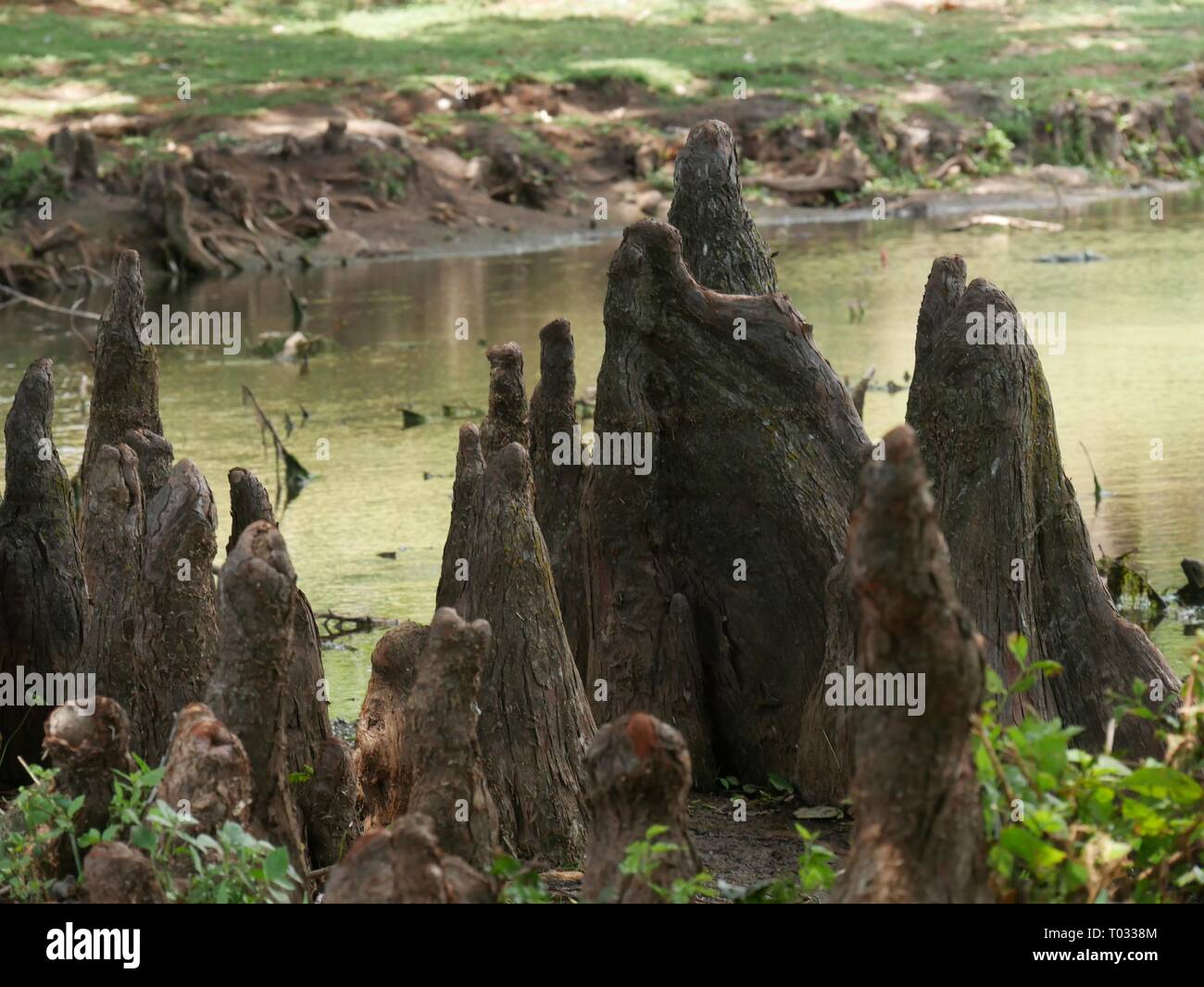 Clumps of trees hi-res stock photography and images - Alamy