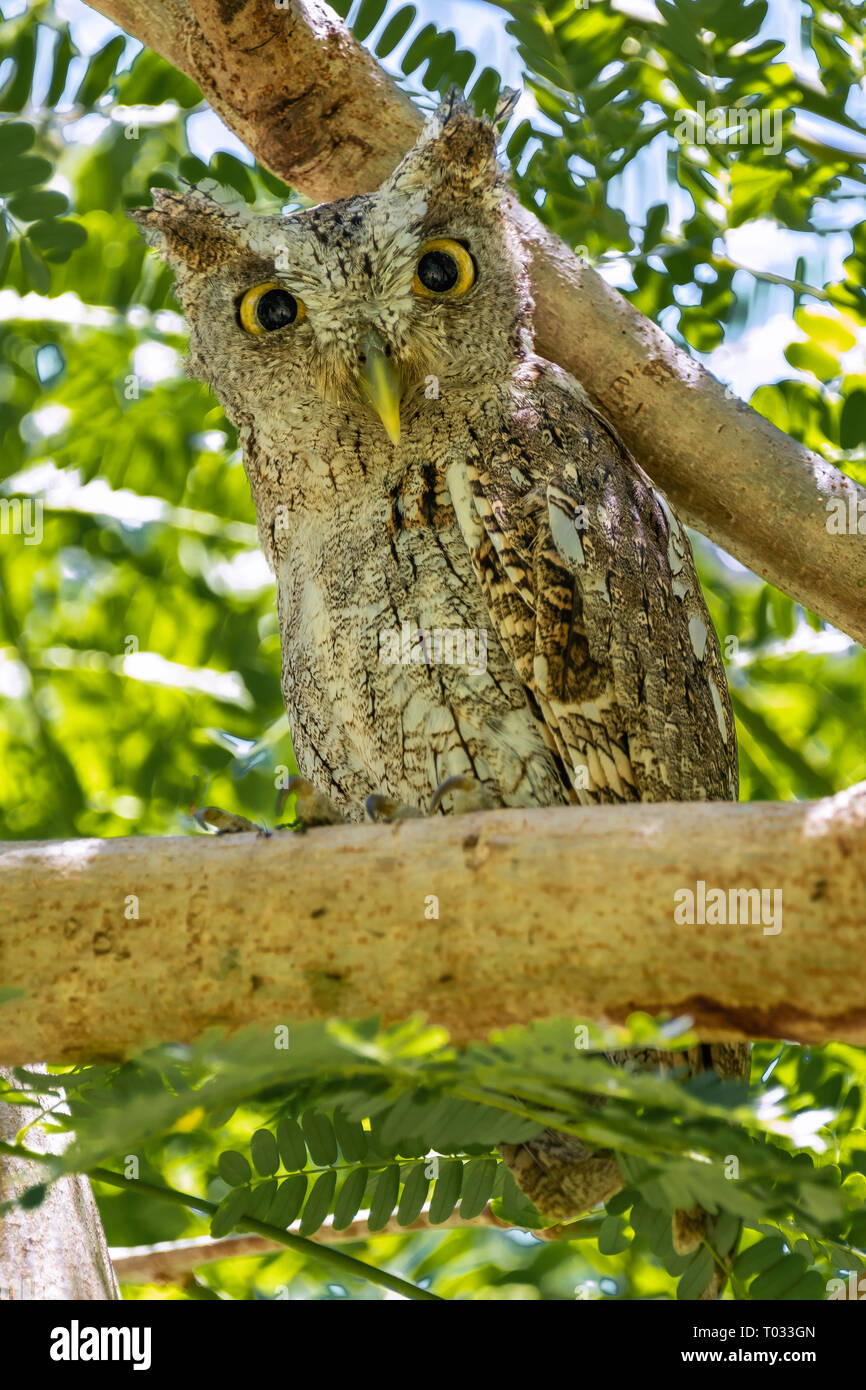 A Pacific Screech Owl in El Coco, Costa Rica, sits quietly in a tree ...
