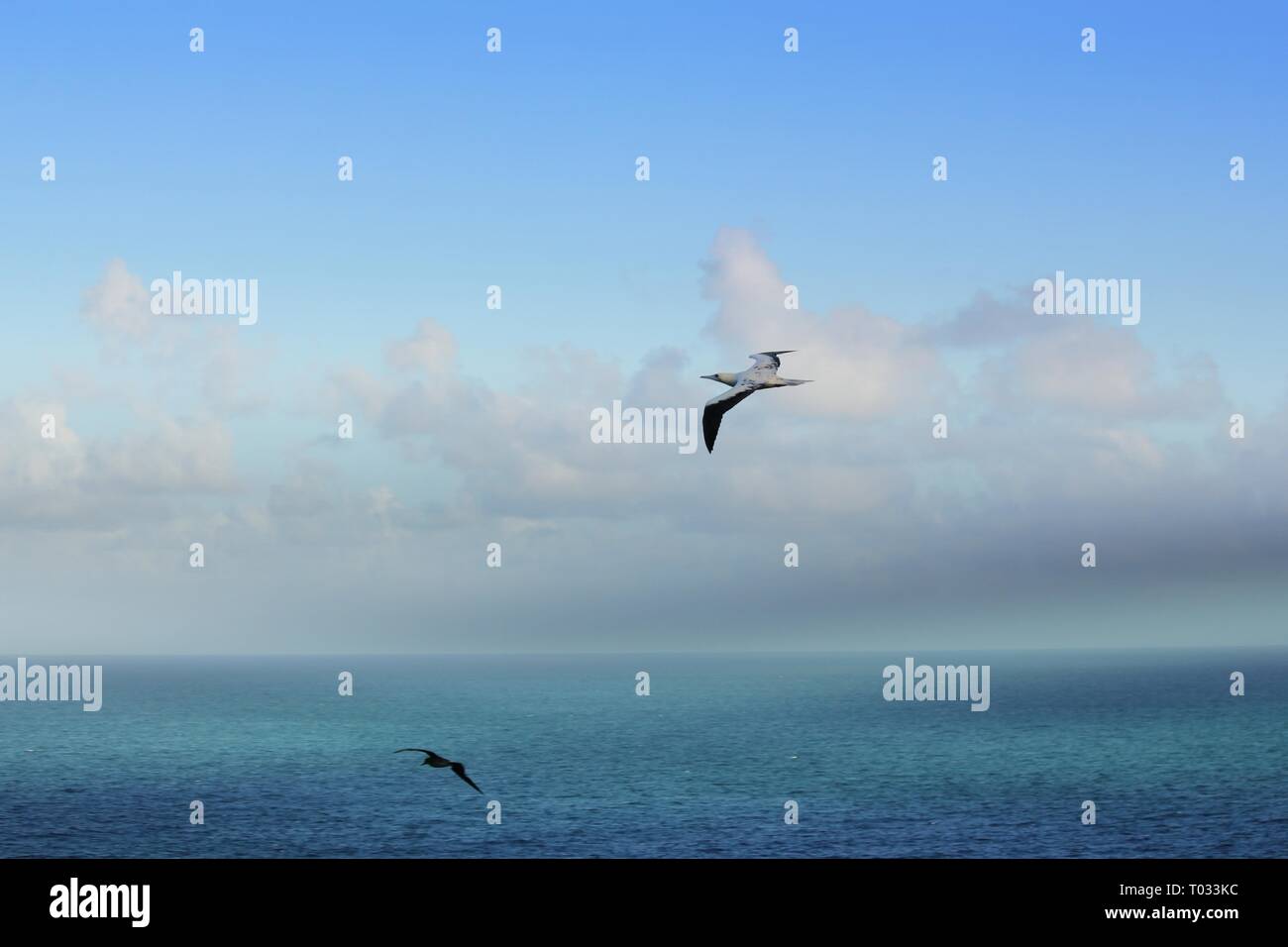 Closeup silhouette two birds hi-res stock photography and images - Alamy