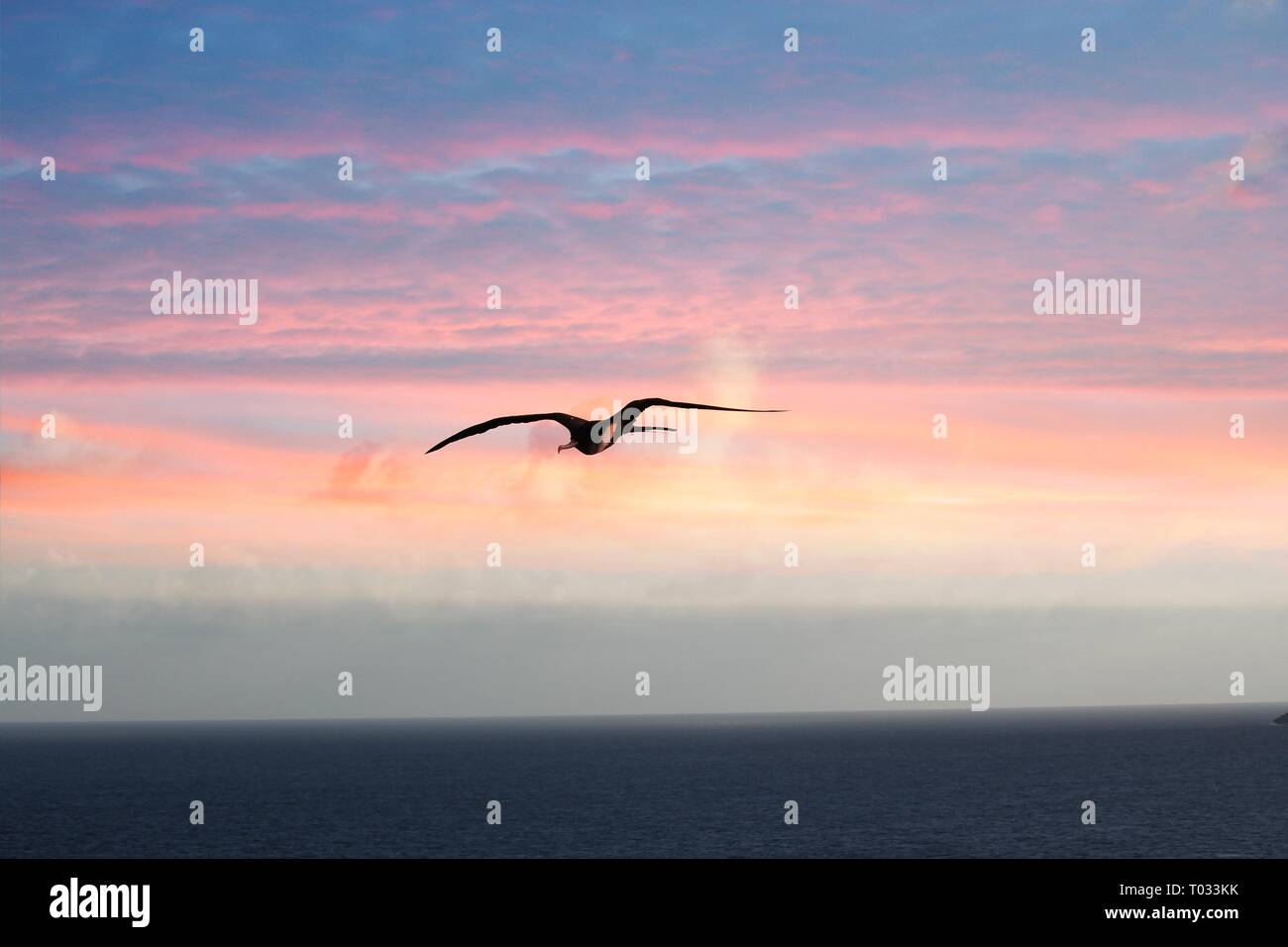 Gorgeous sunset skies with a bird flying in the horizon Stock Photo - Alamy
