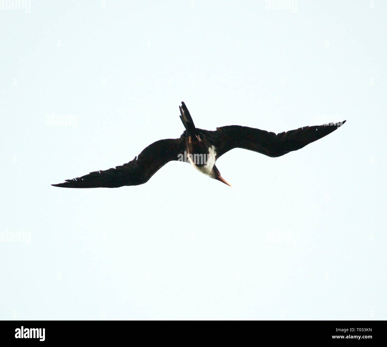 Big bird flying away, isolated on light blue background Stock Photo - Alamy