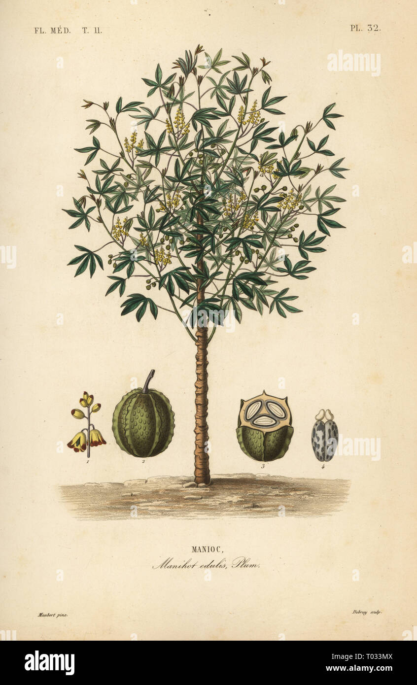 Cassava Plant Illustration