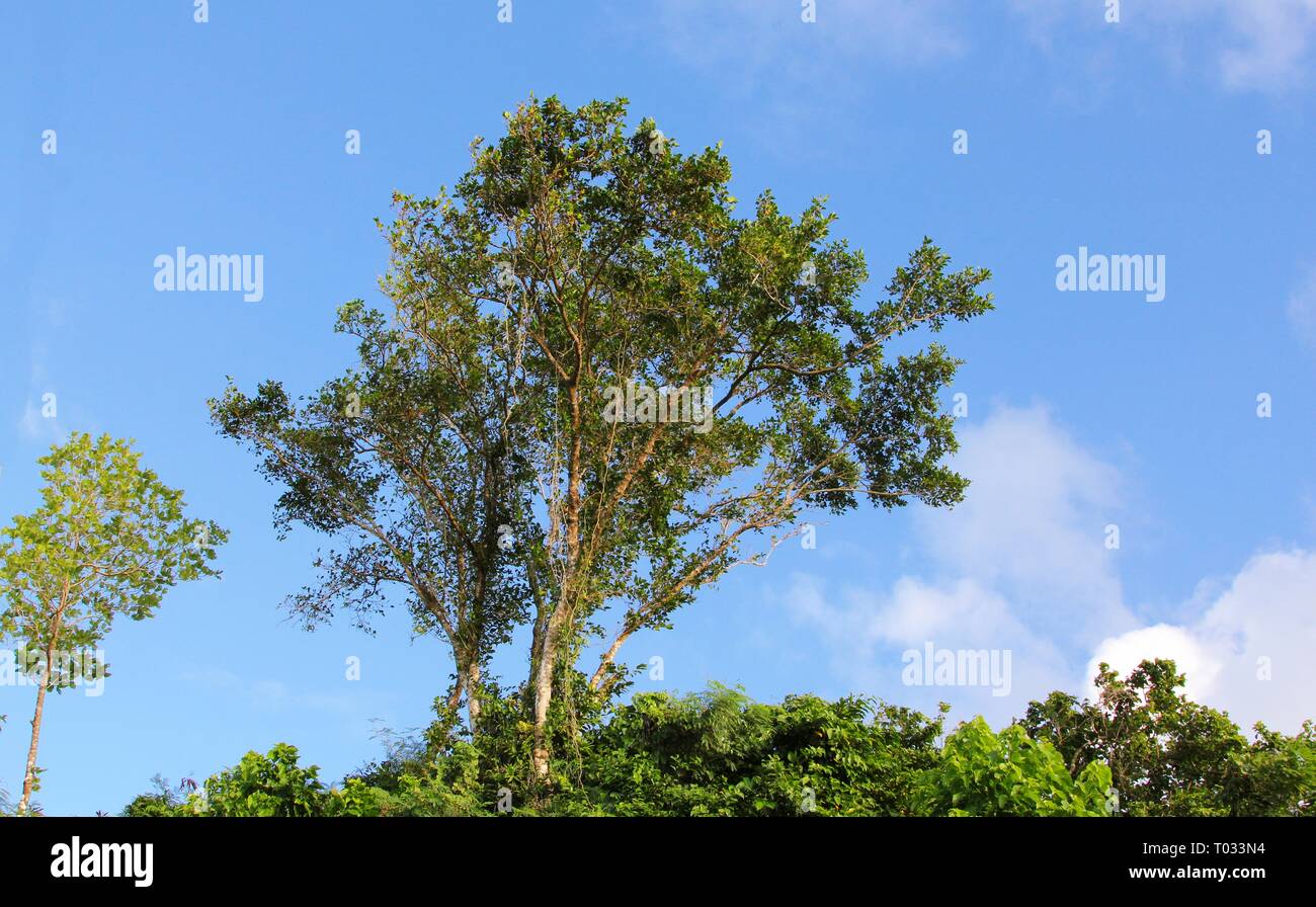 Tall trees rising above the forest with blue clouds in the background ...