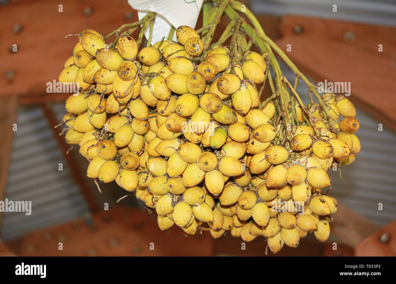 Betel nut chewing is a common practice in the Micronesian islands and ...