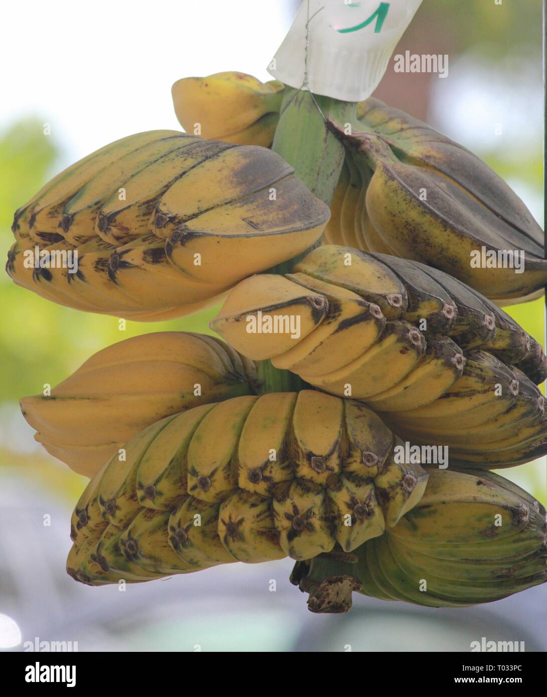 Saba bananas hi-res stock photography and images - Alamy