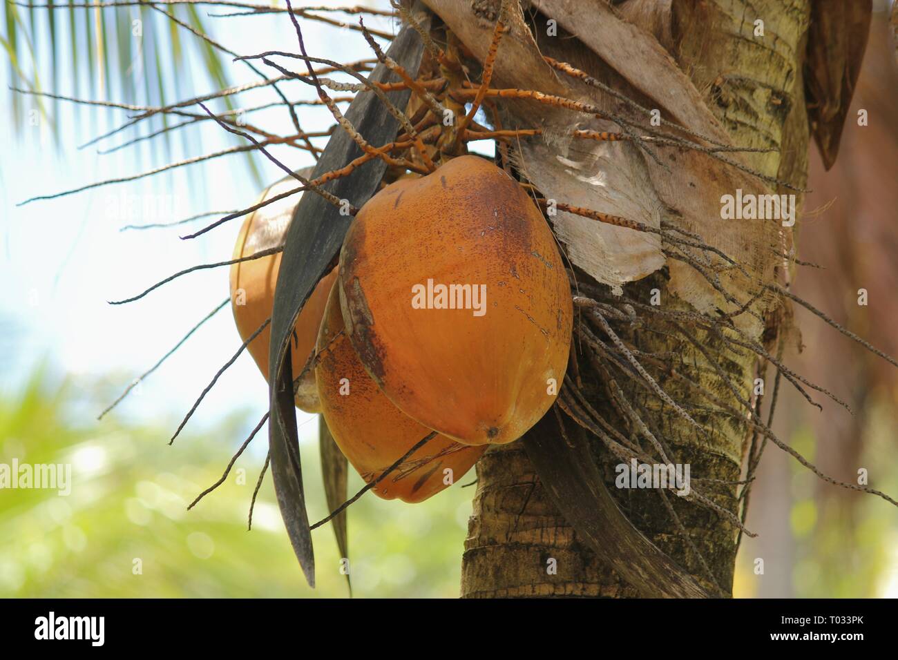 Yellow coconut fruits hanging from a low coconut tree Stock Photo - Alamy