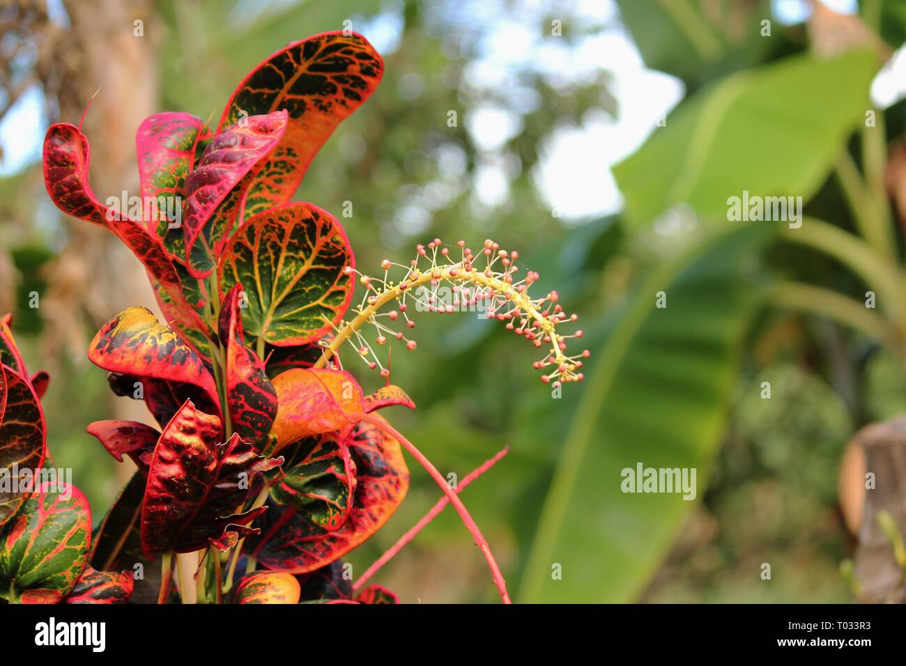 Croton Plant Flower
