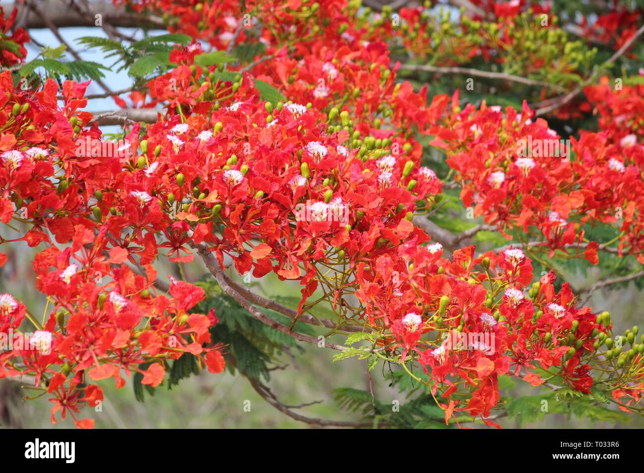 Bouquets of red flame tree flowers hanging from the tree Stock Photo ...