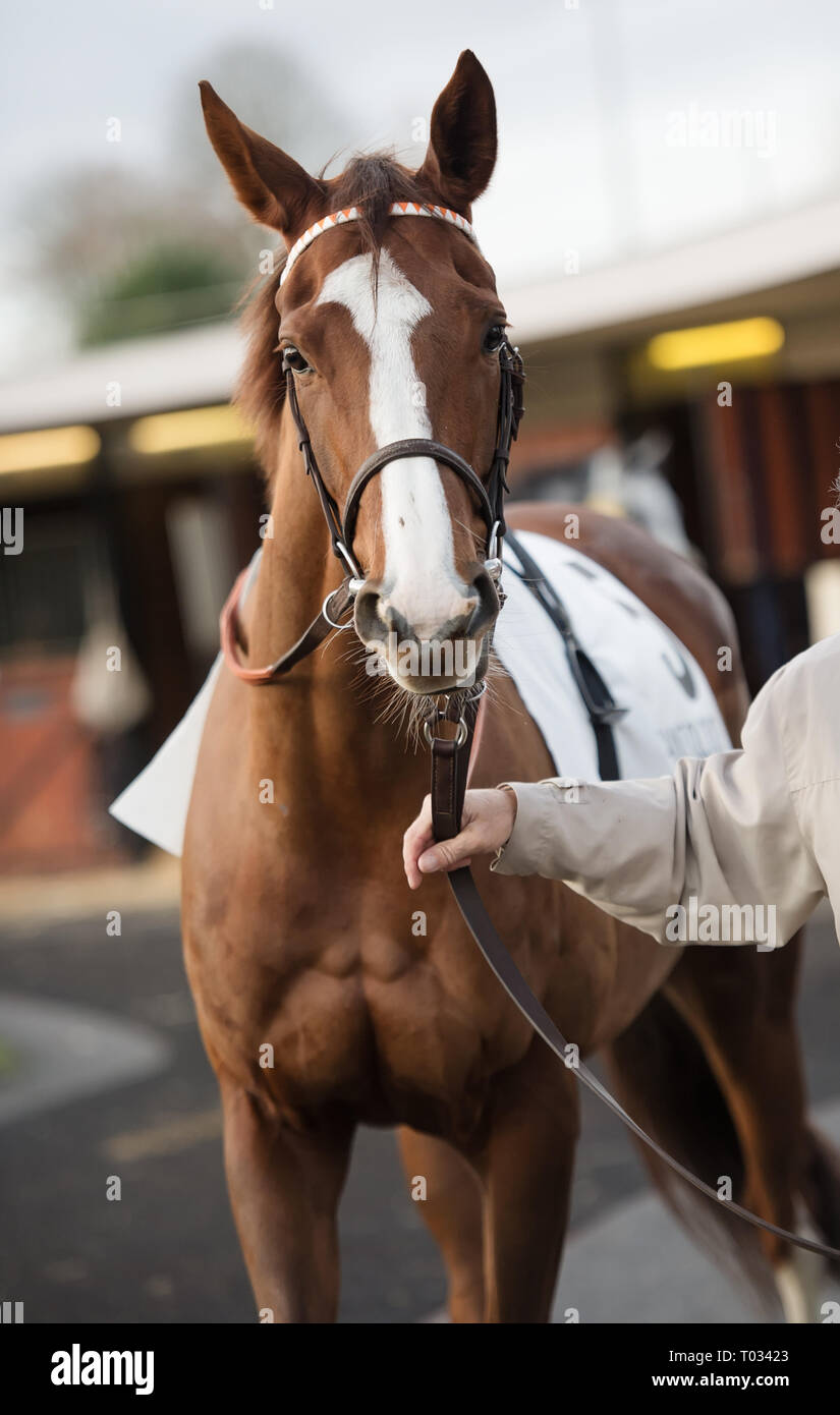 France racehorse hi-res stock photography and images - Alamy