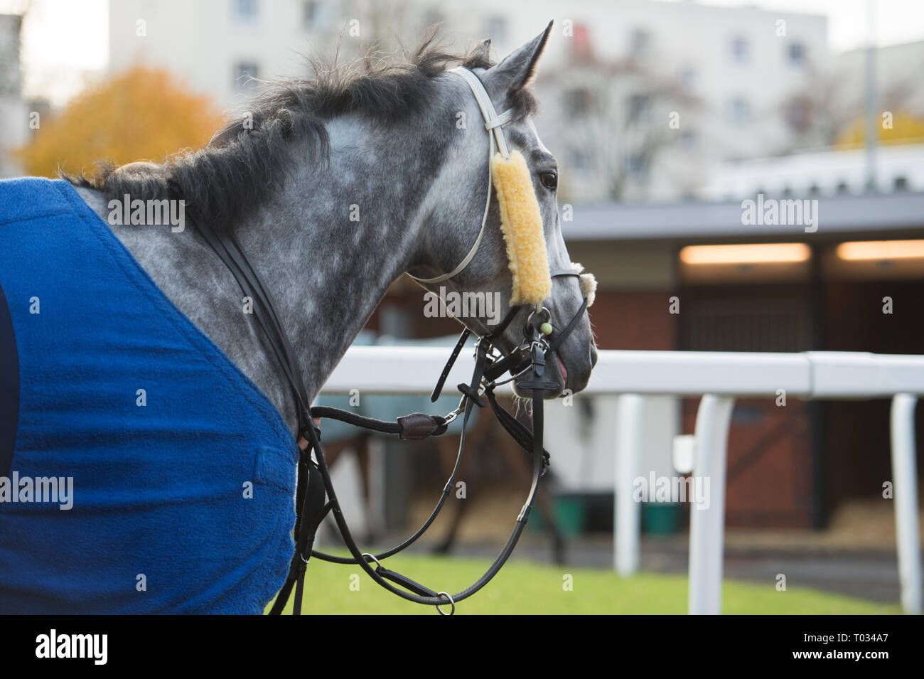 Walking grey hi-res stock photography and images - Alamy