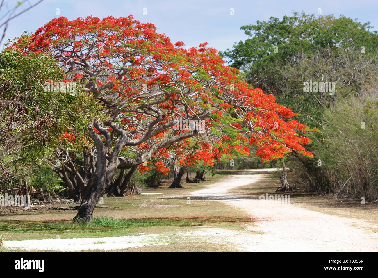 Flame trees with blooming red flowers along the road in a tropical ...