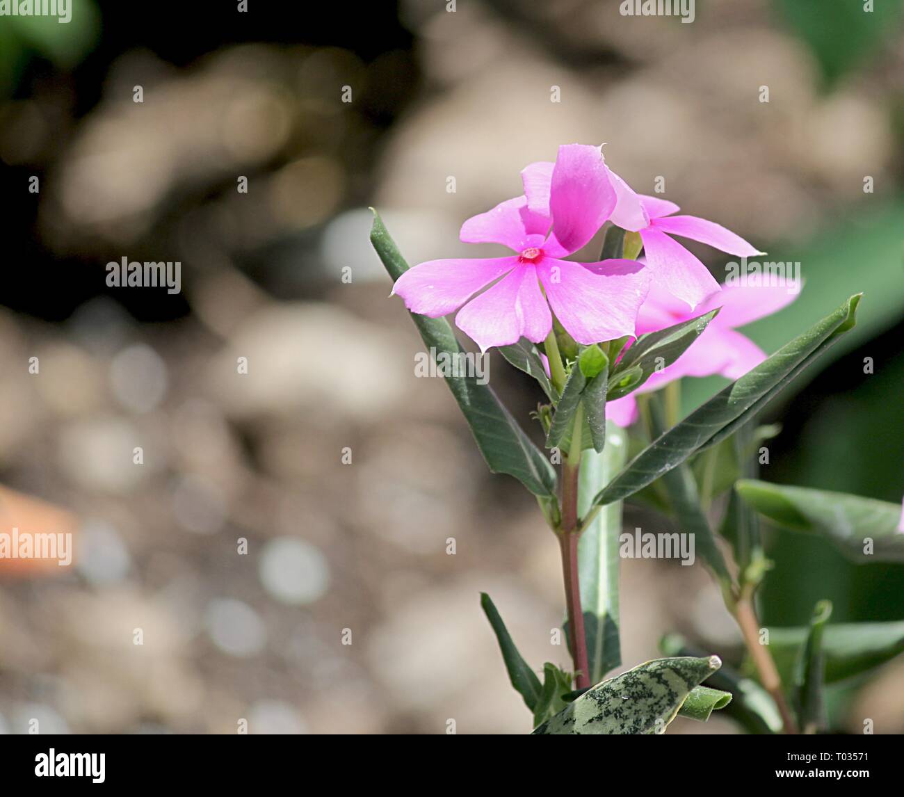 Periwinkle colored flowers hi-res stock photography and images - Alamy