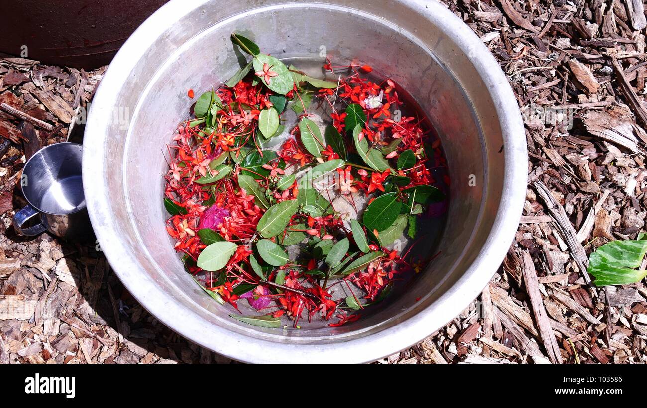 Santan flowers and leaves floating in water in a round deep tub, ready ...