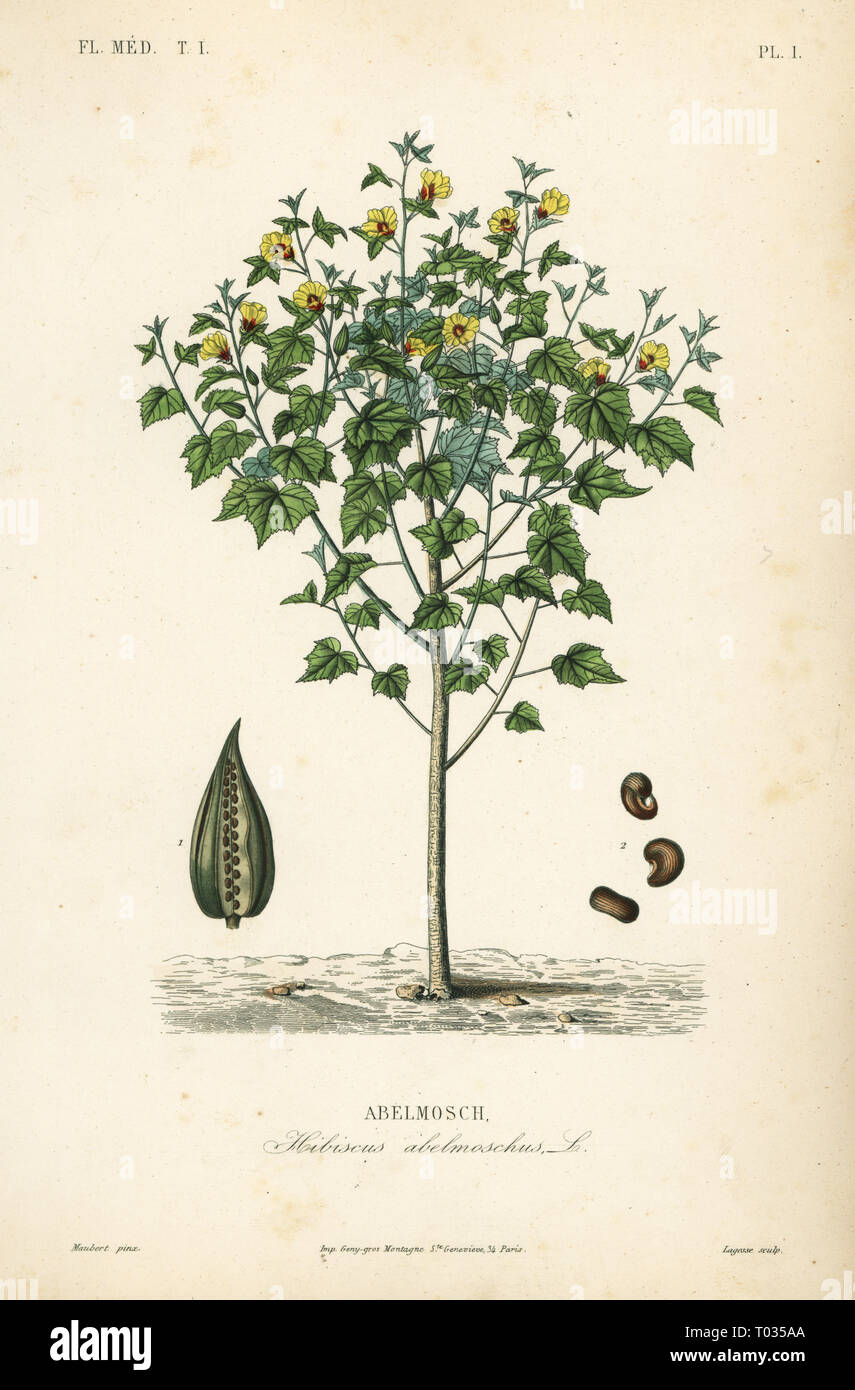 Ambrette botanical illustration hi-res stock photography and images - Alamy