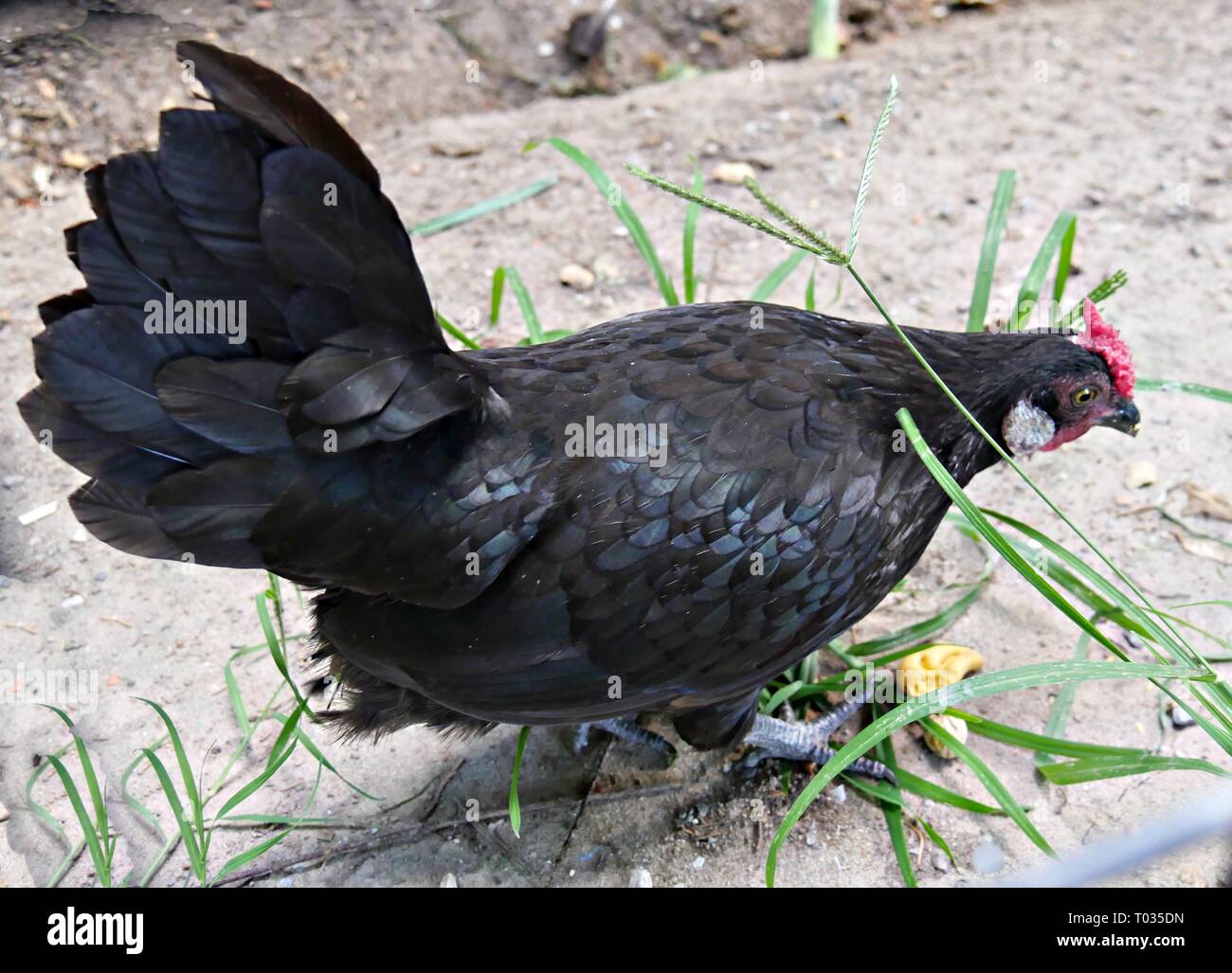 Hen Scratching On The Ground High Resolution Stock Photography and ...
