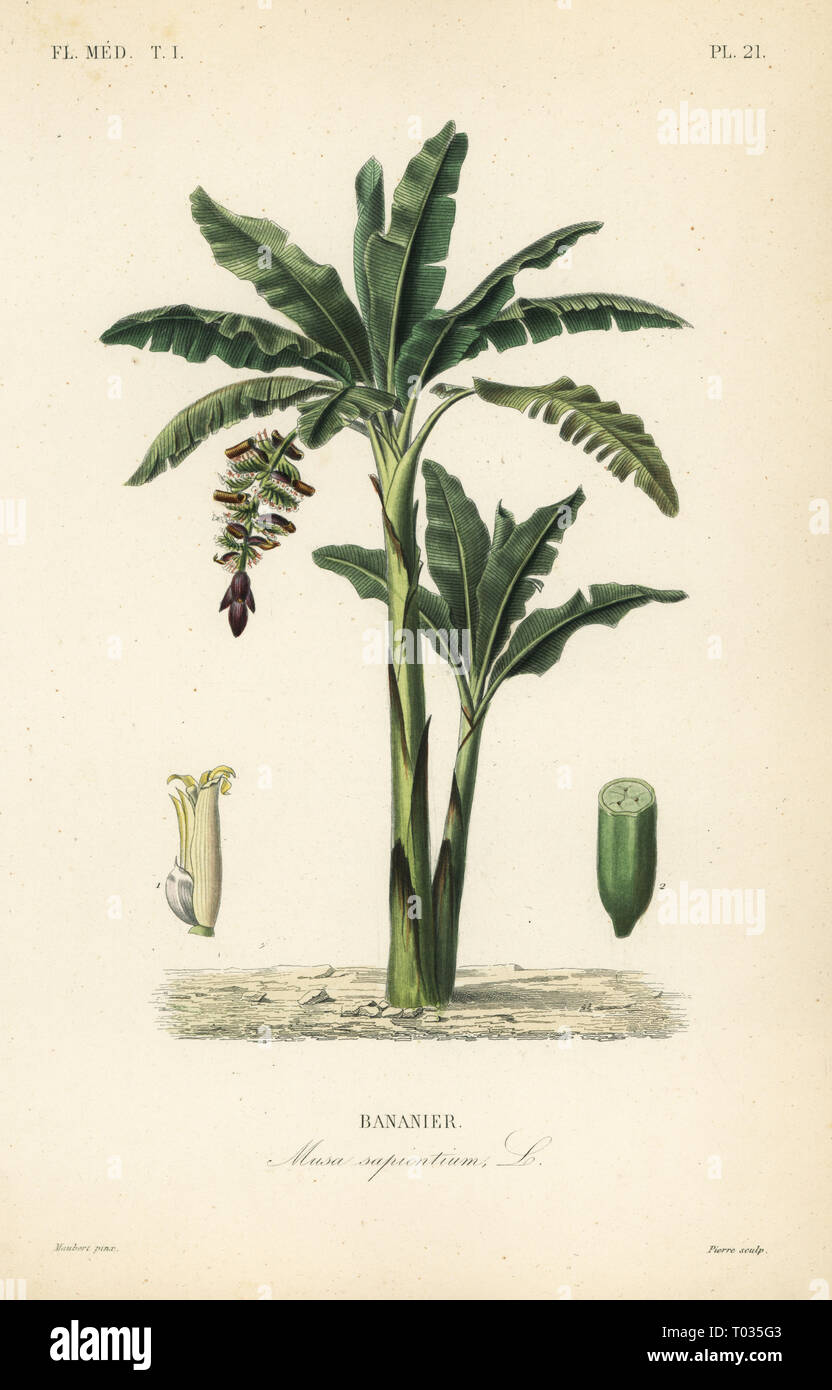 Musa sapientium illustration hi-res stock photography and images - Alamy