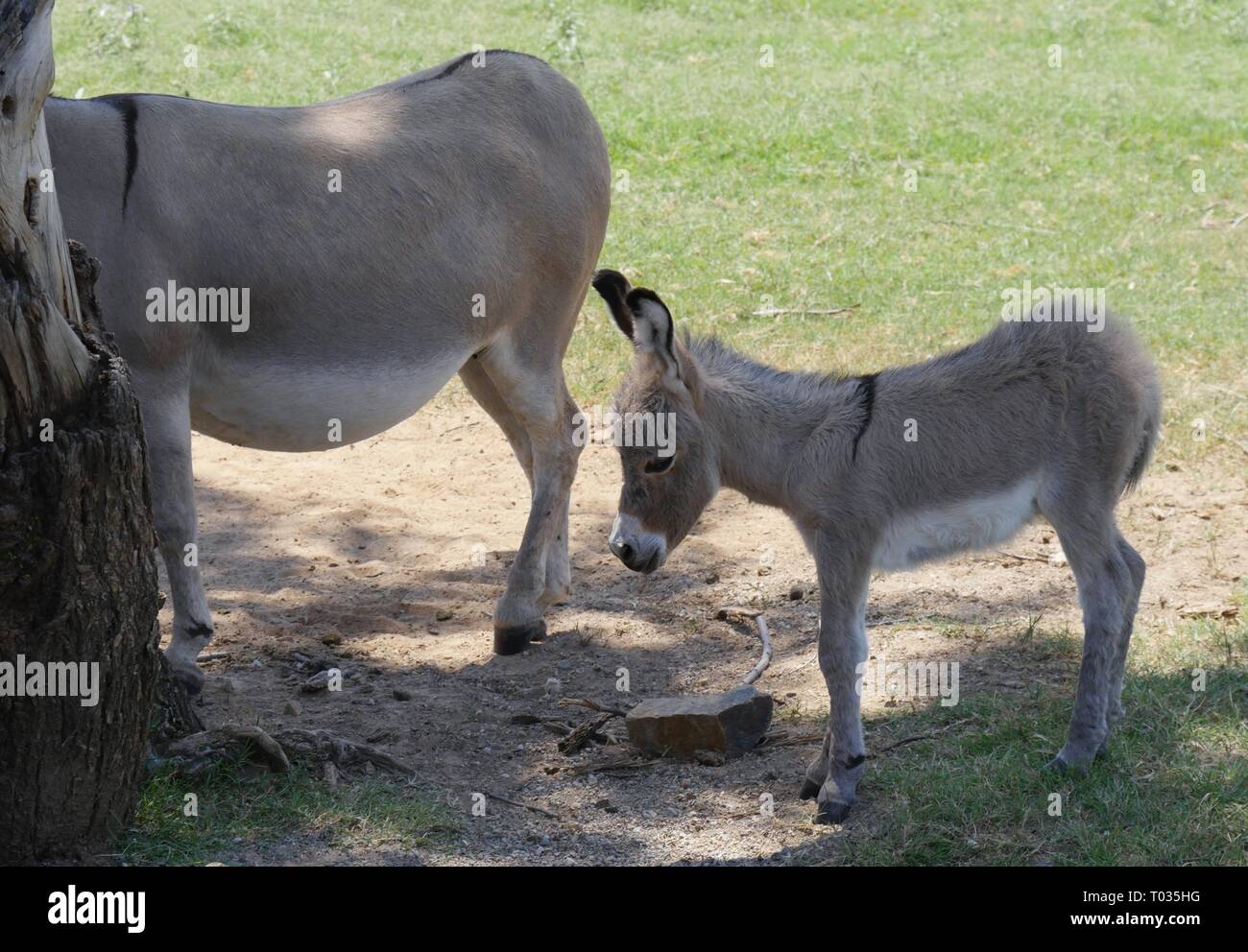 A cute baby mule standing next to its mother in a farm, with the mother ...