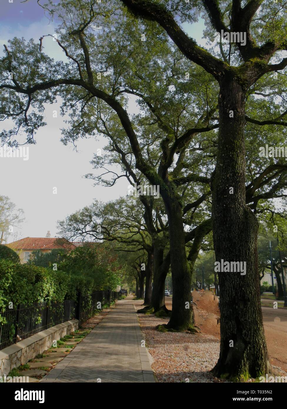Tree-lined walkway along outside residential houses at St Charles ...