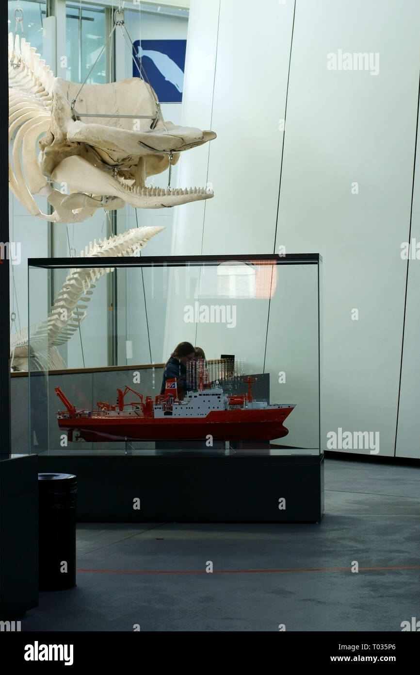 Anatomy museum model hi-res stock photography and images - Alamy