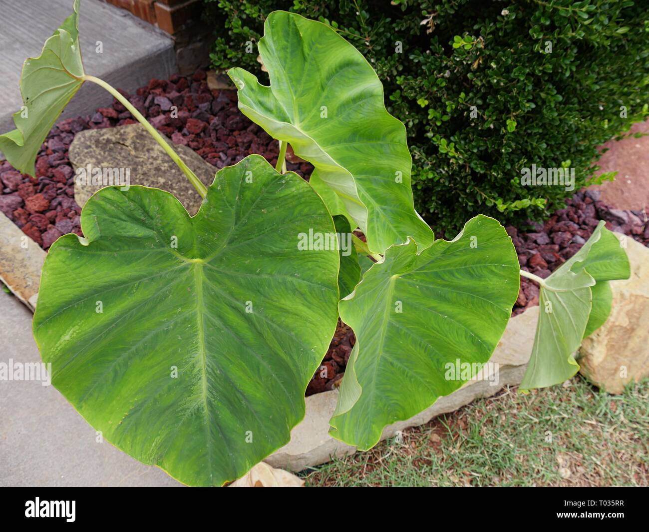 Cocoyam Stock Photos & Cocoyam Stock Images - Alamy