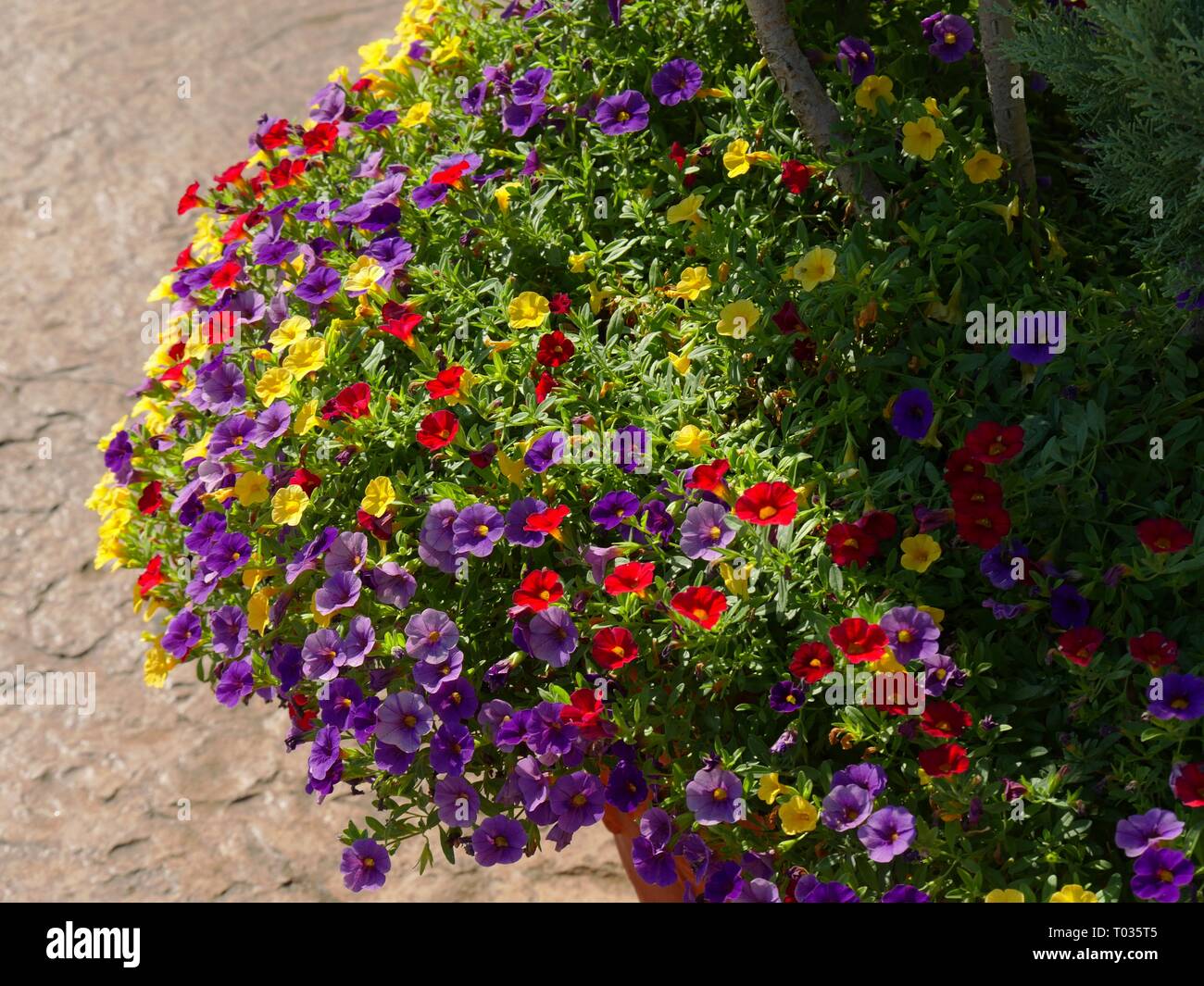 Primroses of different colors blooming in a roadside garden Stock Photo ...