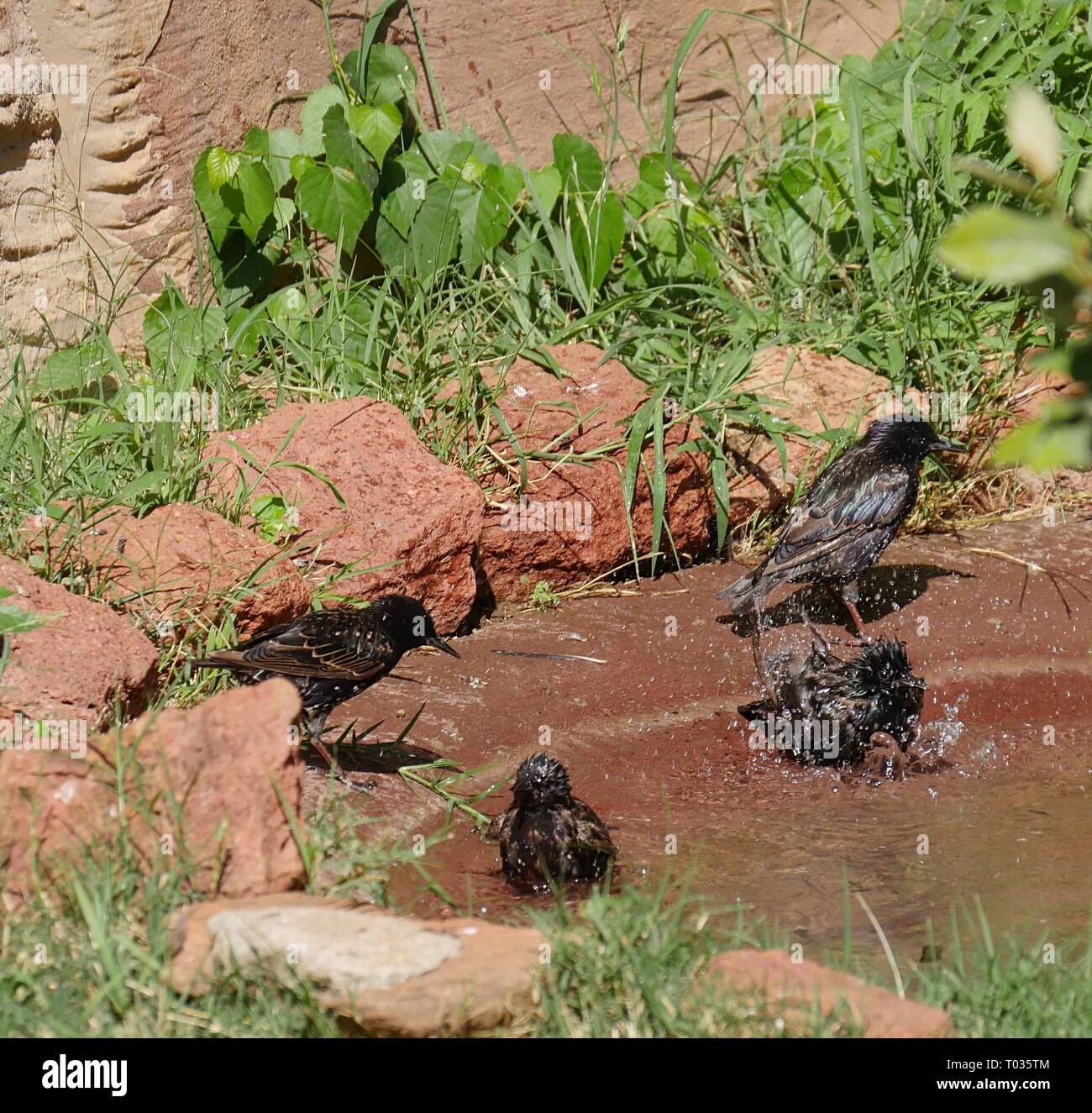 Birds bathing in a small pond of water on a hot day in a garden Stock ...