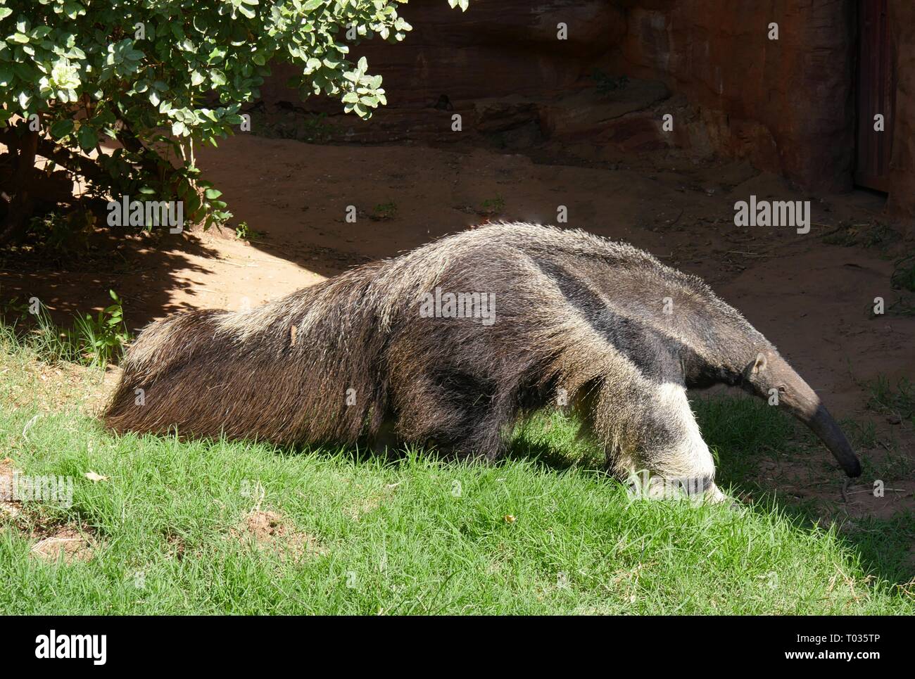 Side view shot of an ant eater poking its snout into the ground Stock ...