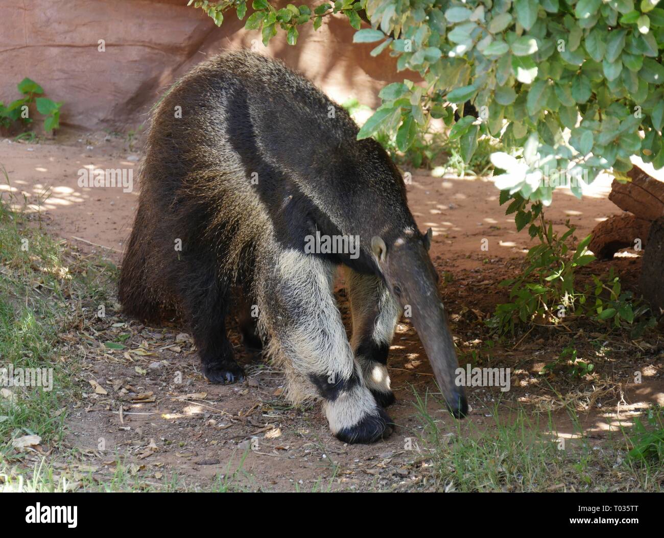 Front view of an ant eater poking its snout into the ground Stock Photo ...