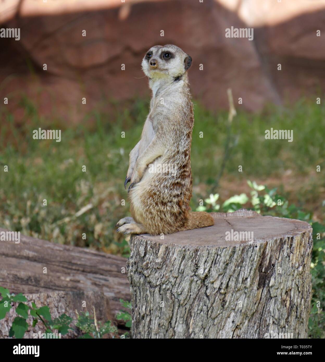 Meerkat side on profile hi-res stock photography and images - Alamy