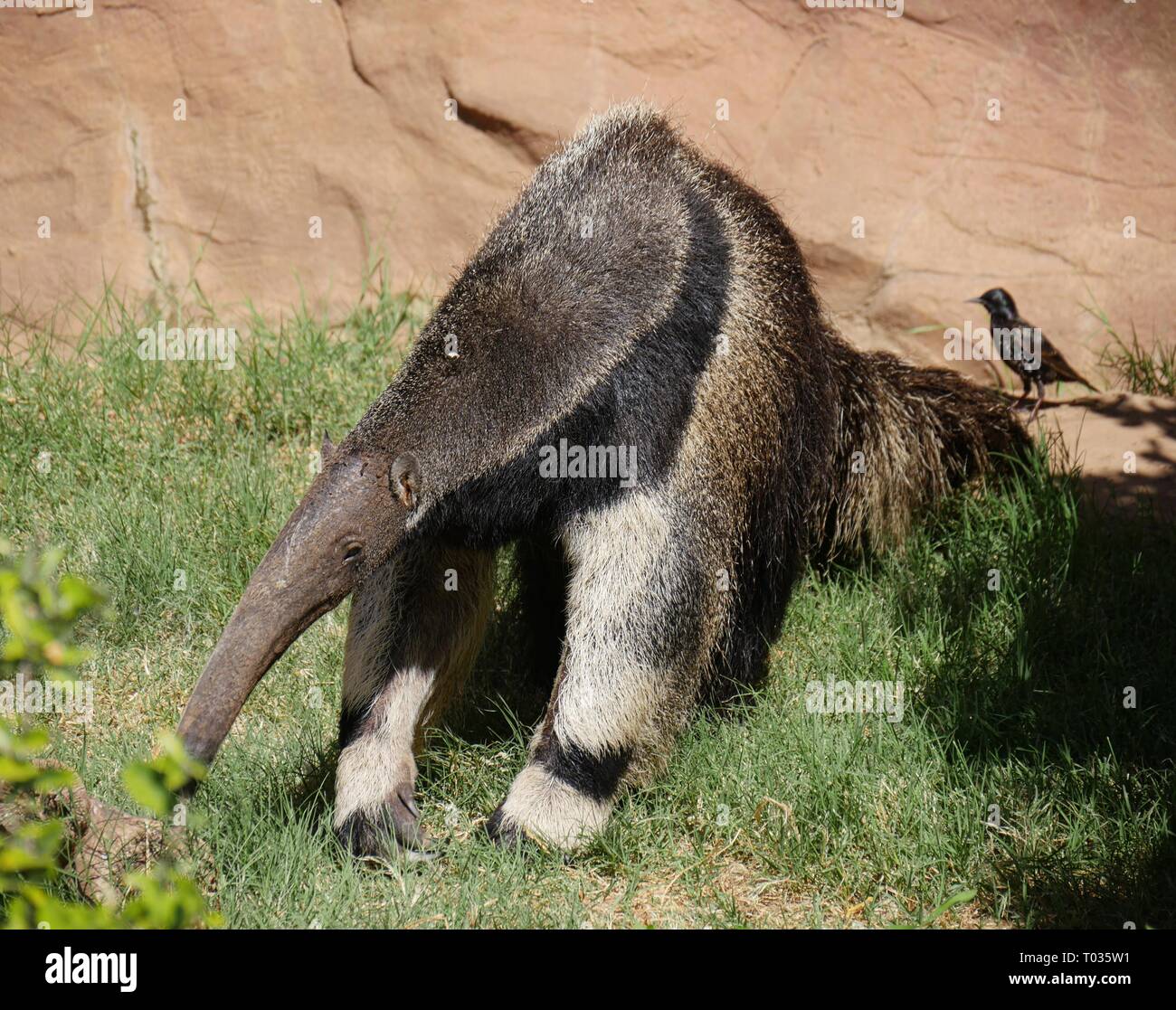 Giant anteater rock hi-res stock photography and images - Alamy
