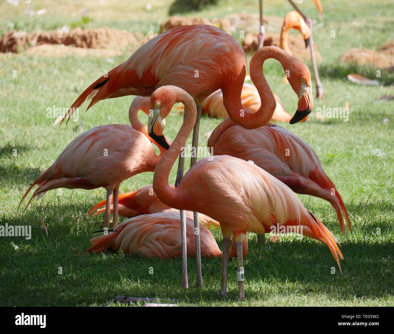 American flamingos relaxing in the shade on a hot day Stock Photo - Alamy