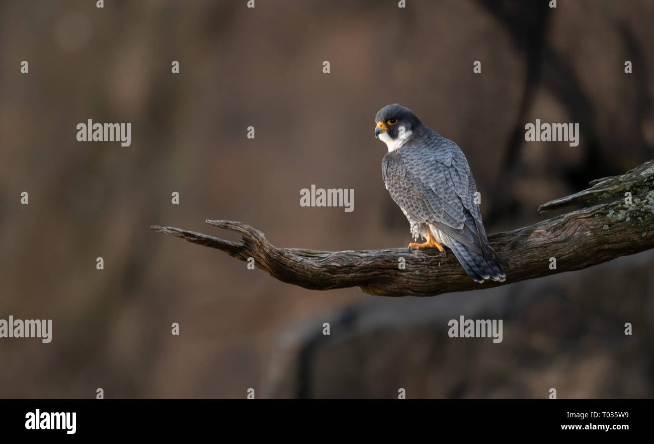 Peregrine Falcon Attacking