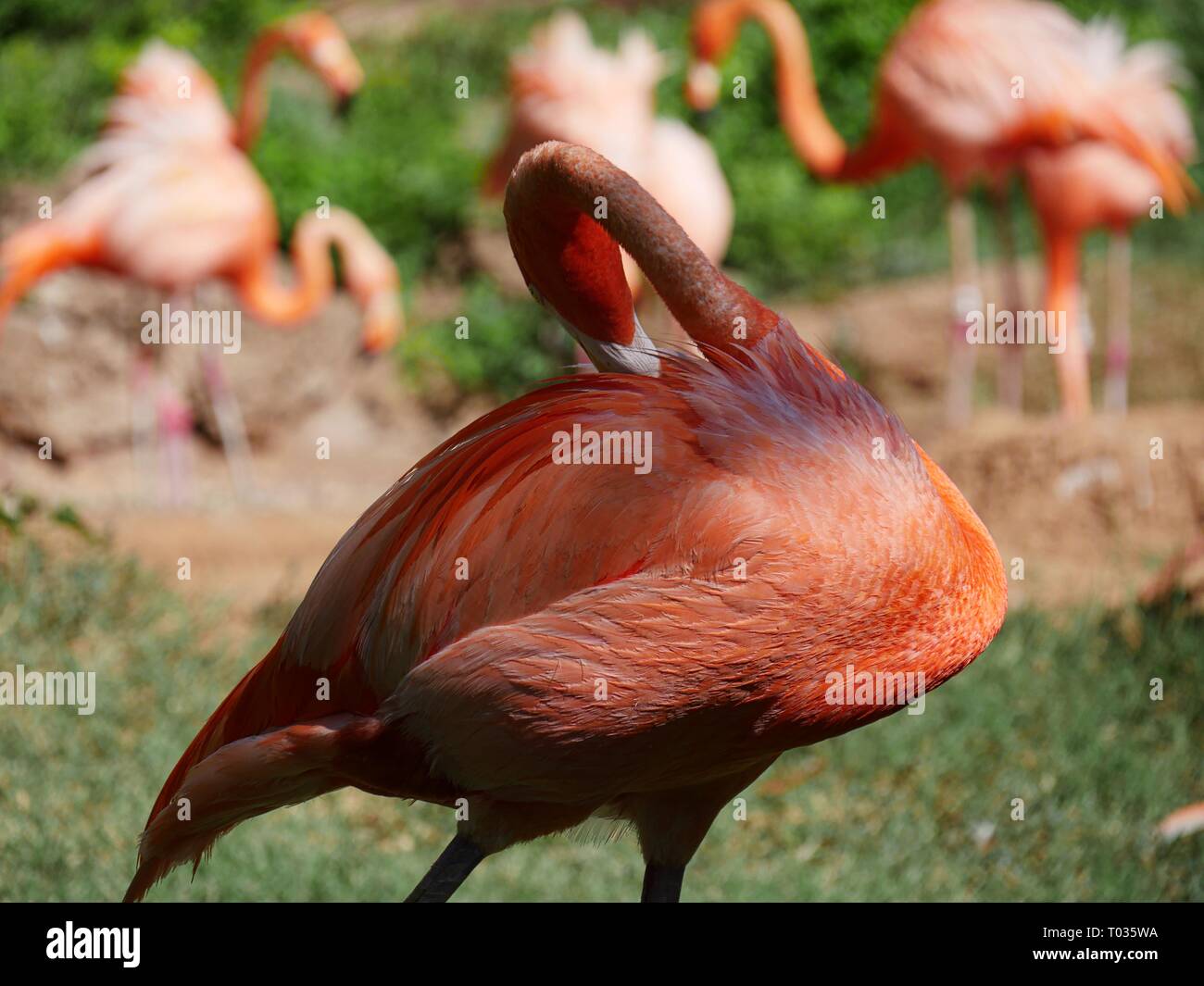 An American flamingo standing with its head bent backward picking ...