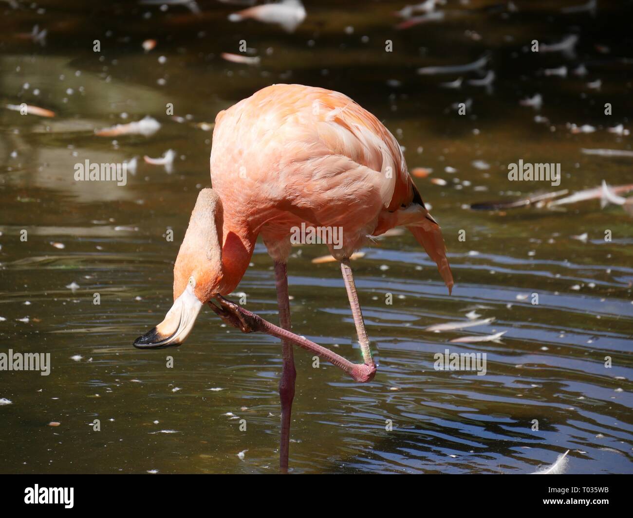 Flamingo standing on one foot hi-res stock photography and images - Alamy