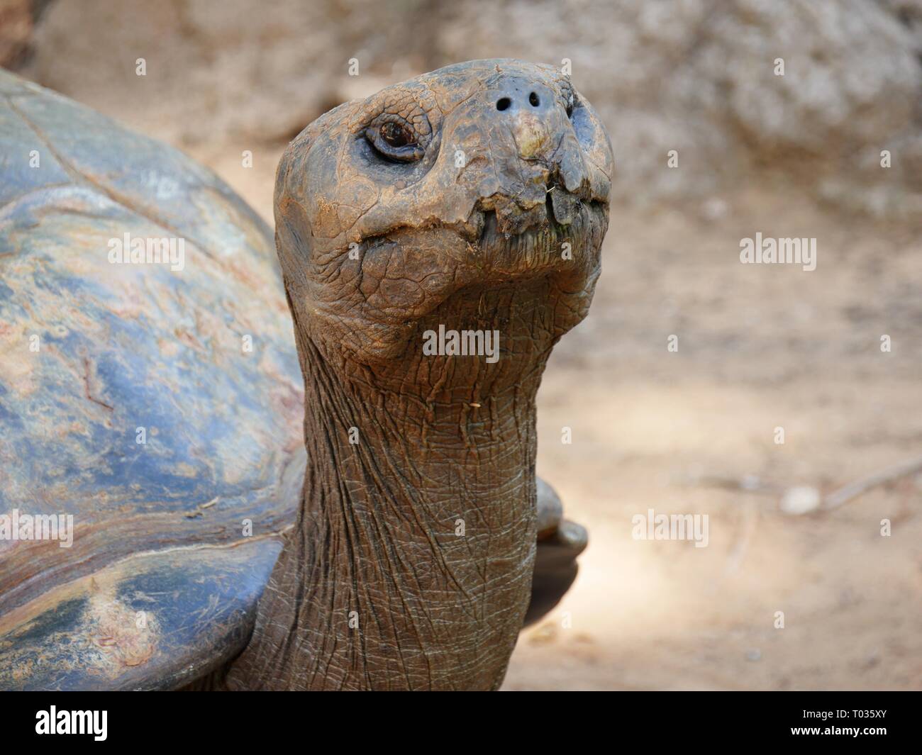 Close up head shot of a Galapagos tortoise. Some Galapagos tortoises ...