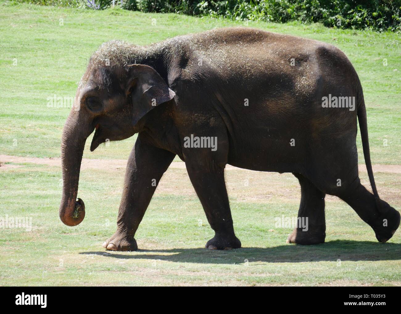 Adult elephant walking inside a zoo with the tip of its trunk curled ...