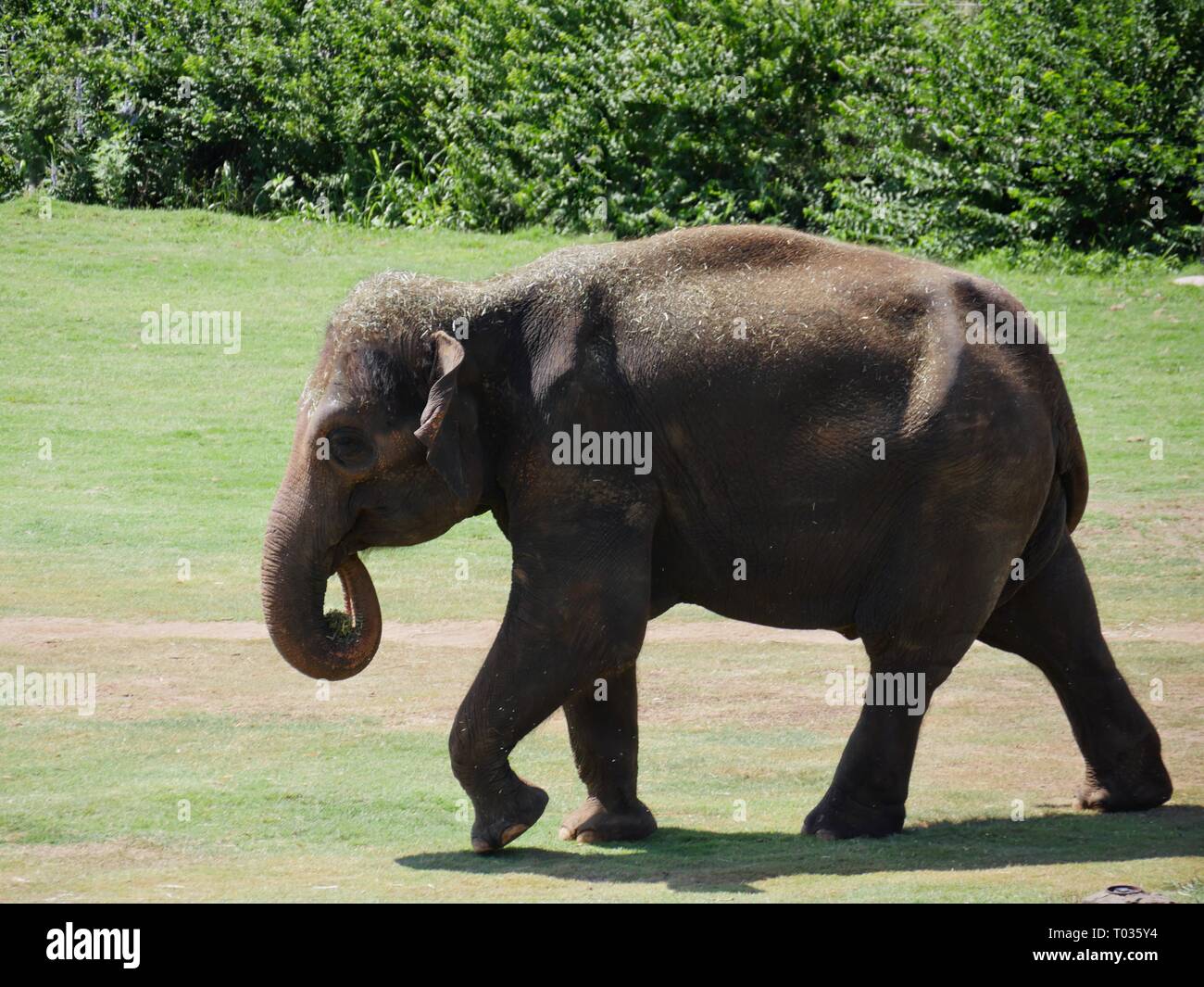 Big elephant walking inside a zoo with trunk curled Stock Photo - Alamy