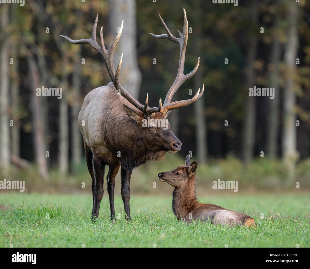 Elf running in forest hi-res stock photography and images - Alamy