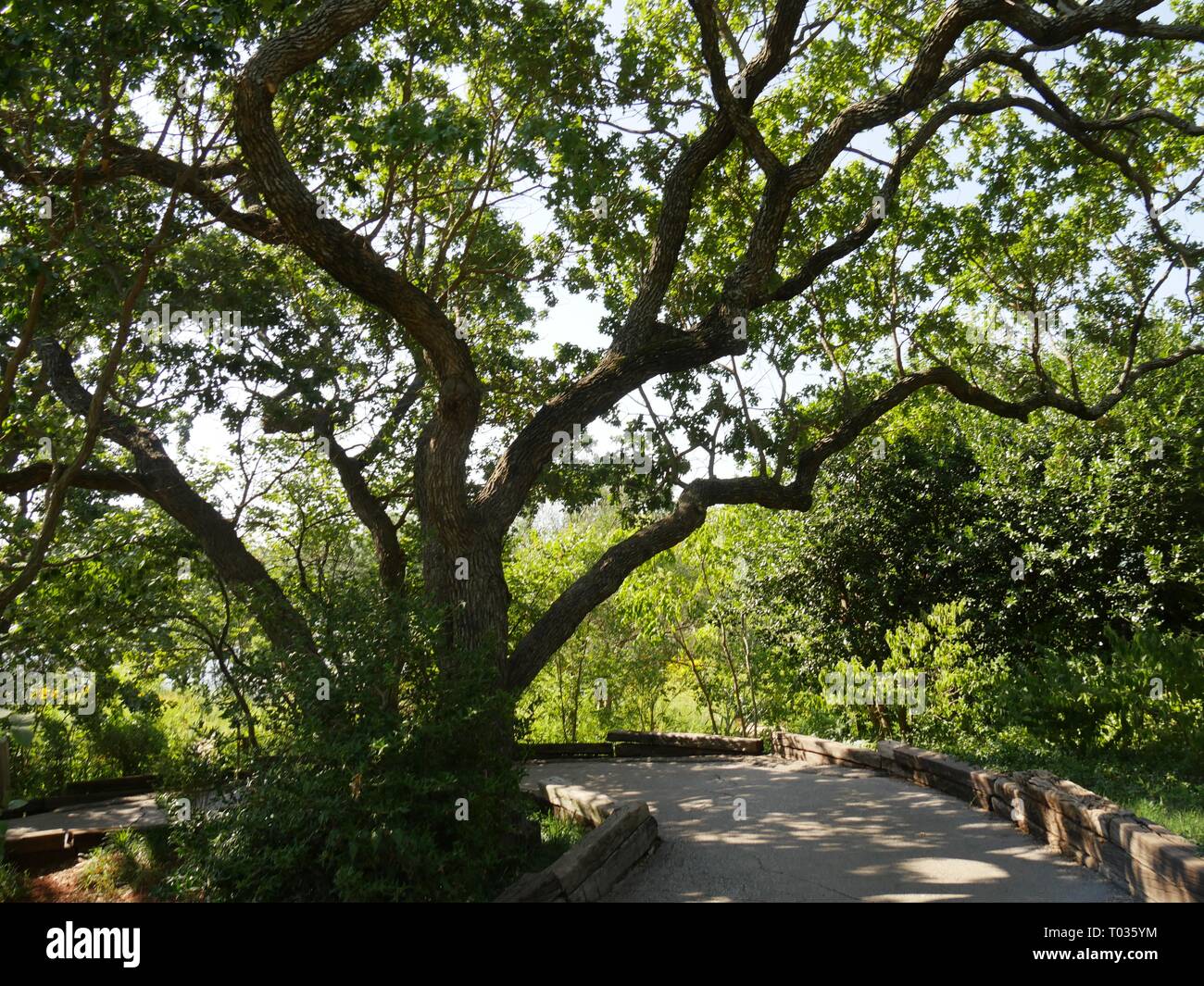 The tree is beside a winding concrete pavement providing shade for ...