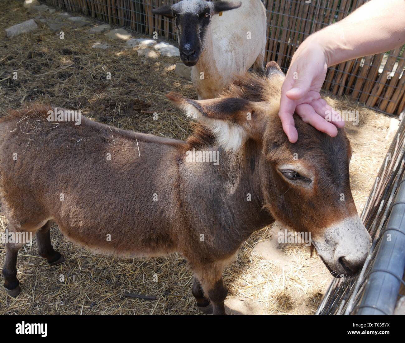 A small donkey gets a petting from a visitor in the zoo, while a white ...
