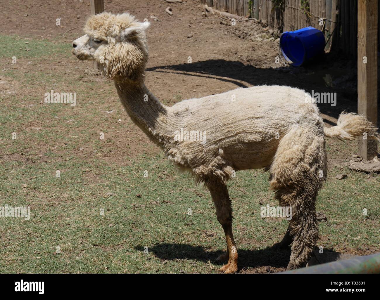 Lama standing side view inside a large ground in a zoo Stock Photo - Alamy