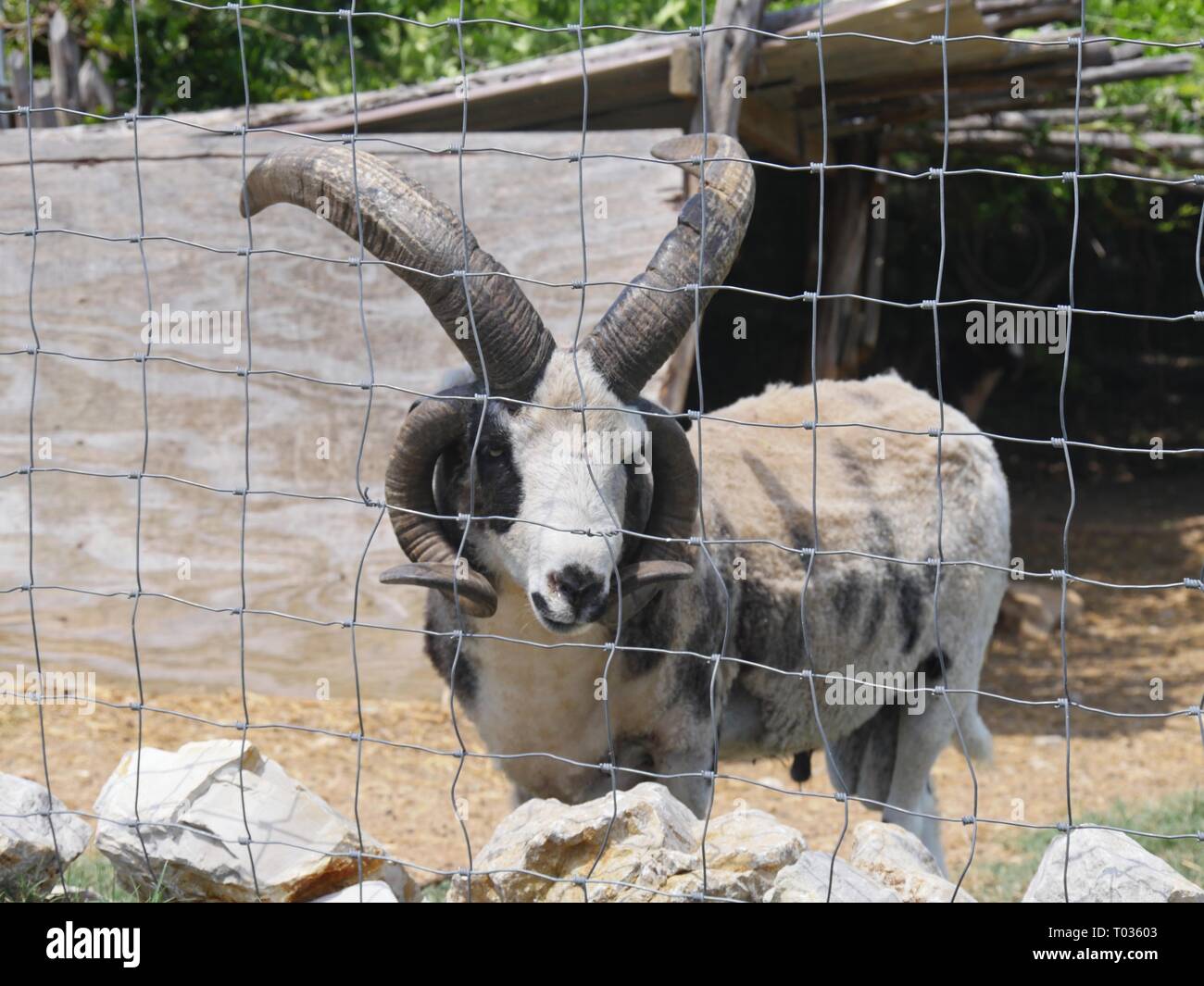 Four-horned Jacob sheep peeking outside through the wire fence in a zoo ...